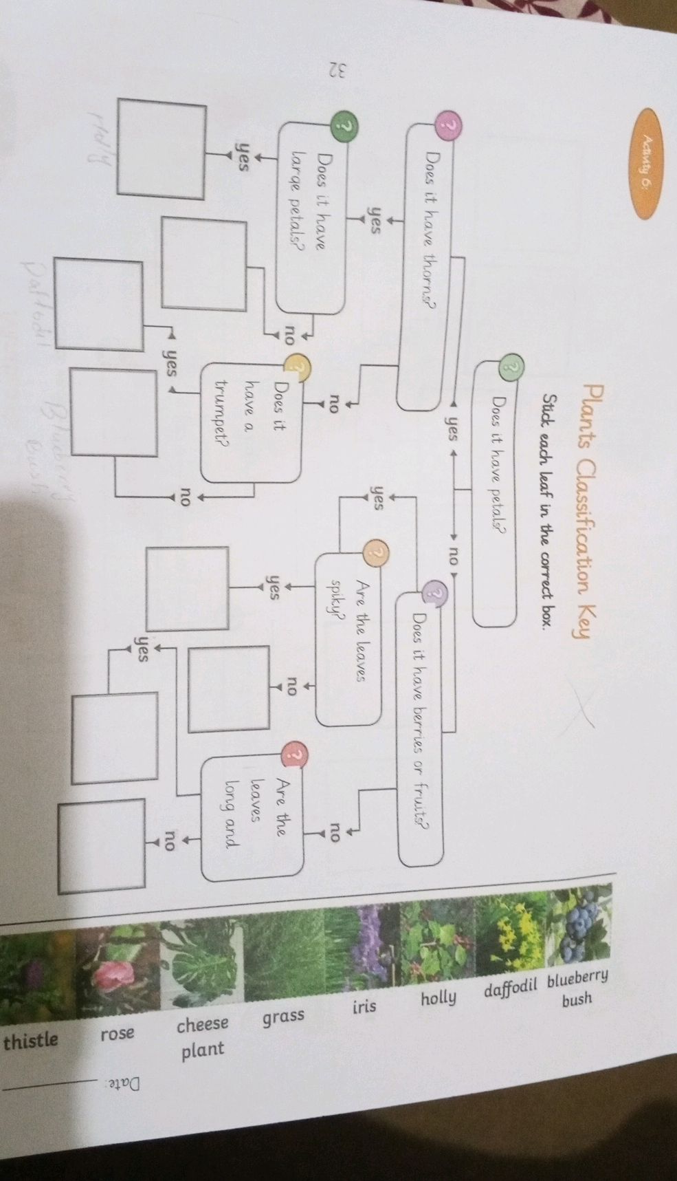 Plants Classification Key Stick each leaf in | StudyX