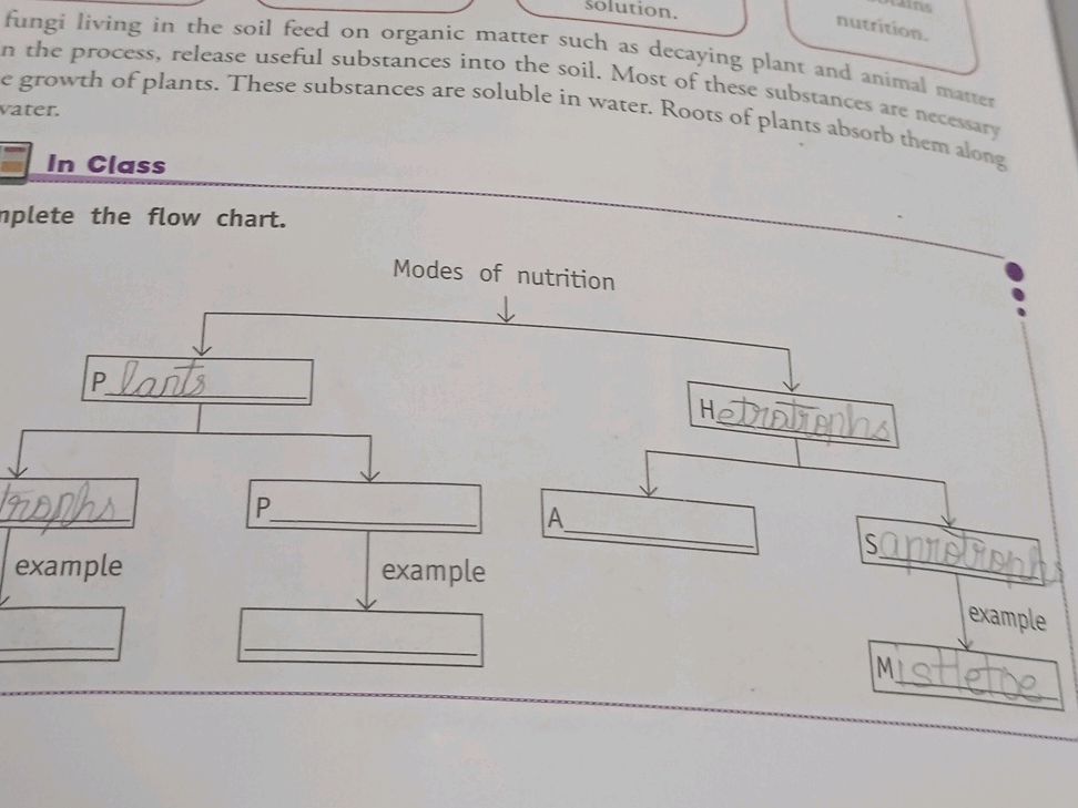 Complete the flow chart. Modes of nutrition | StudyX