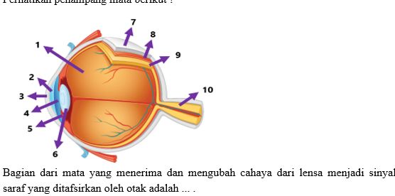 Perhatikan penampang mata berikut? Bagian | StudyX