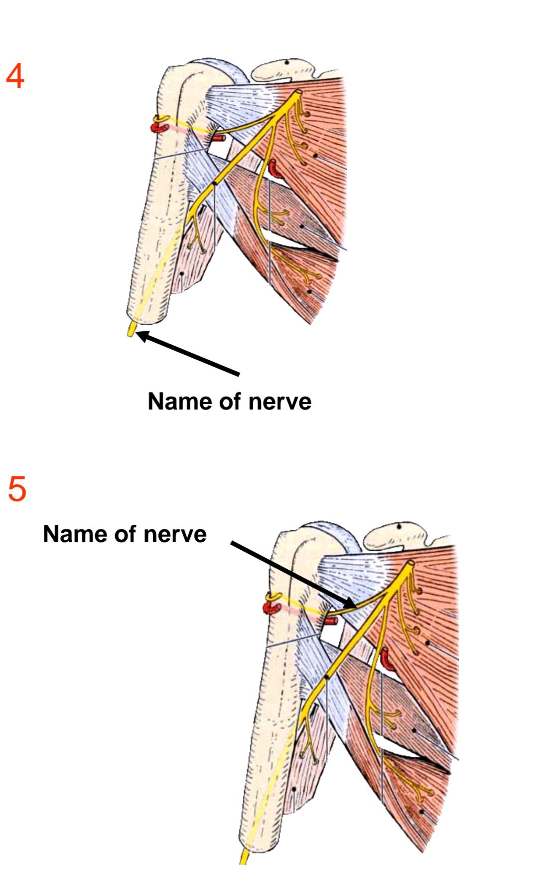 Identify the nerve in the arm diagram | StudyX