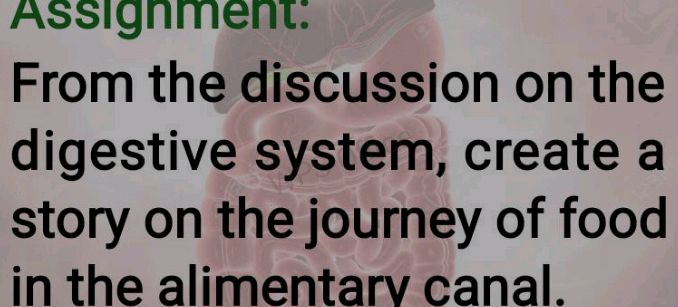 From the discussion on the digestive system, | StudyX