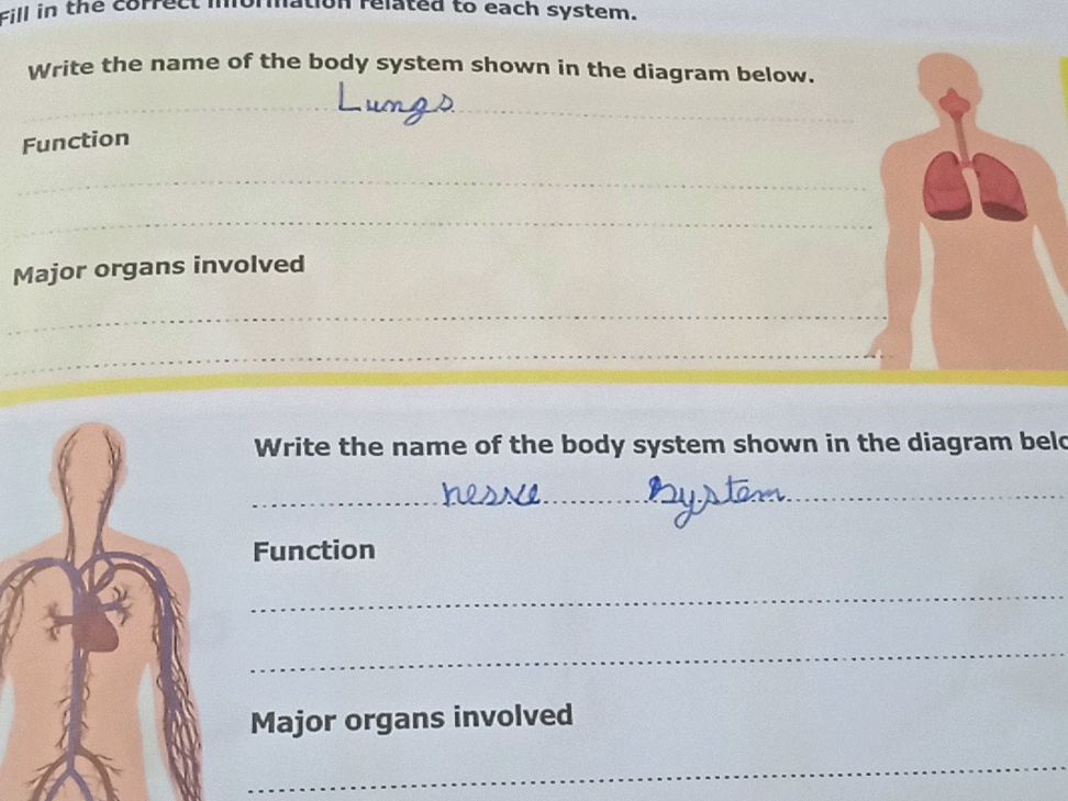 Write the name of the body system shown in | StudyX