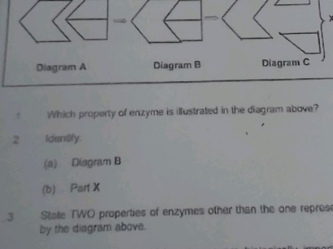 Which property of enzyme is illustrated in | StudyX