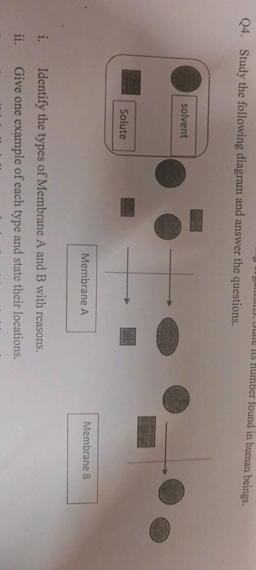 Q4. Study the following diagram and answer | StudyX
