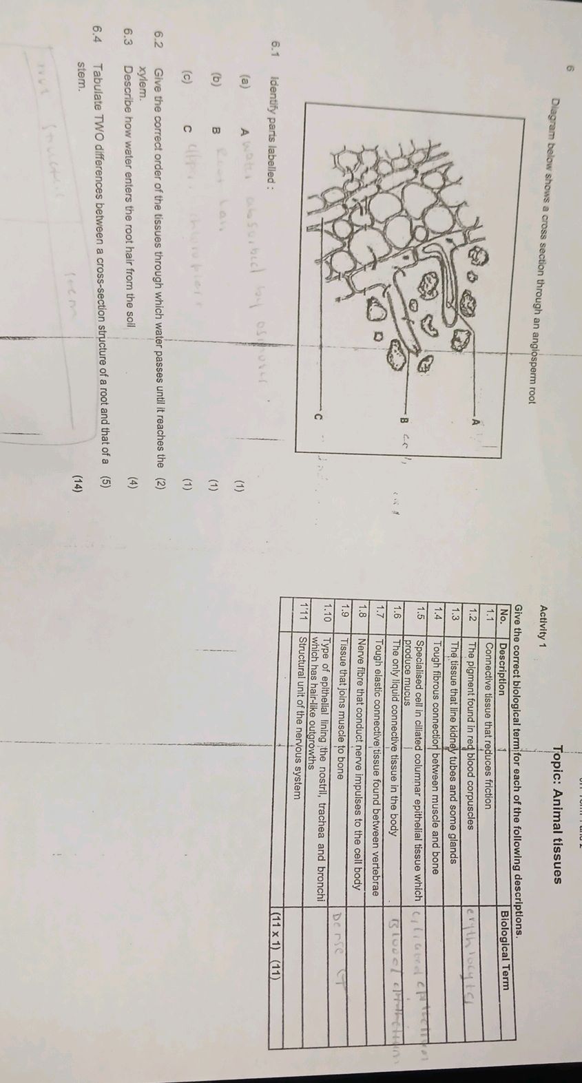 6. Diagram below shows a cross section | StudyX