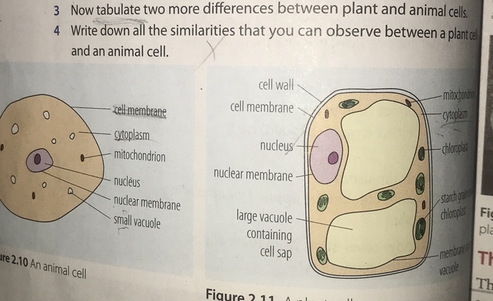 3 Now tabulate two more differences between | StudyX