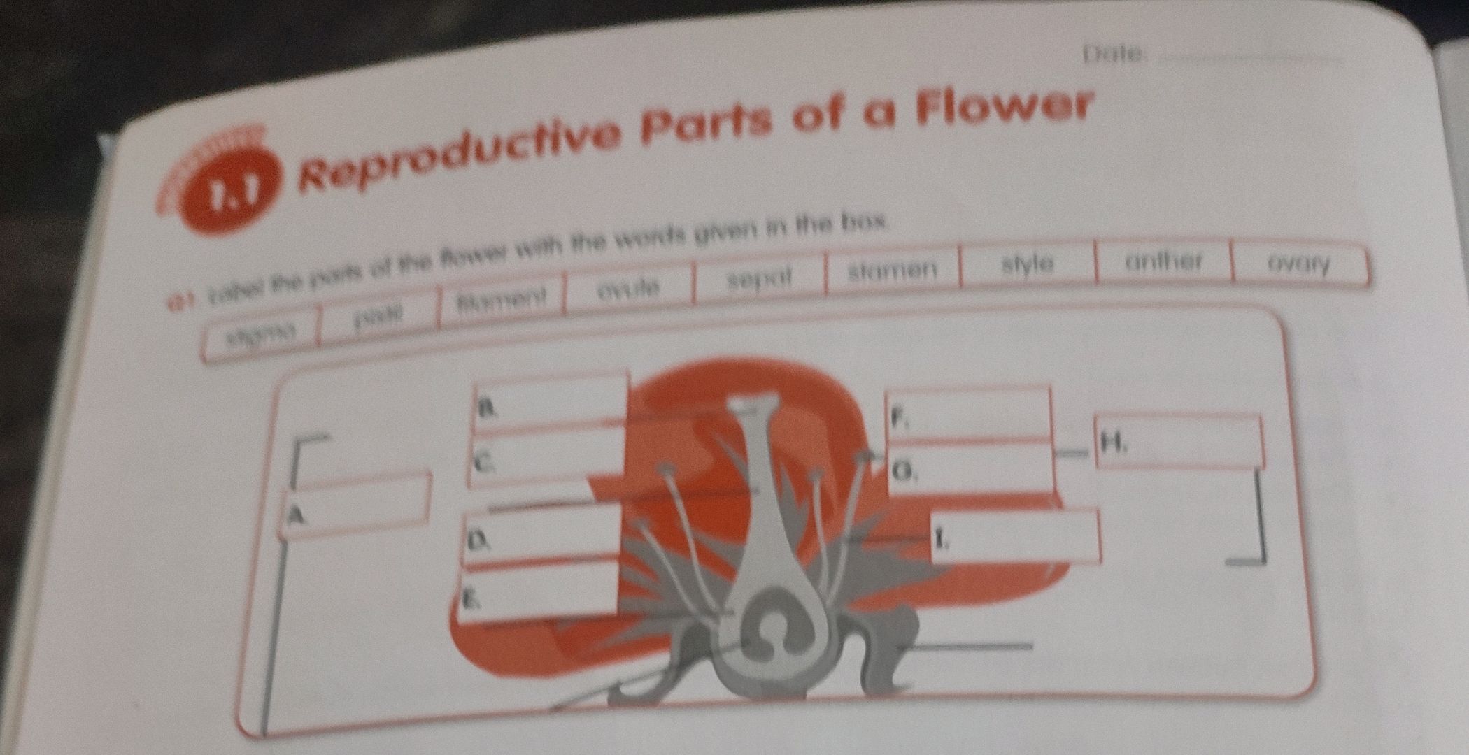 1. Label the parts of the flower with the | StudyX