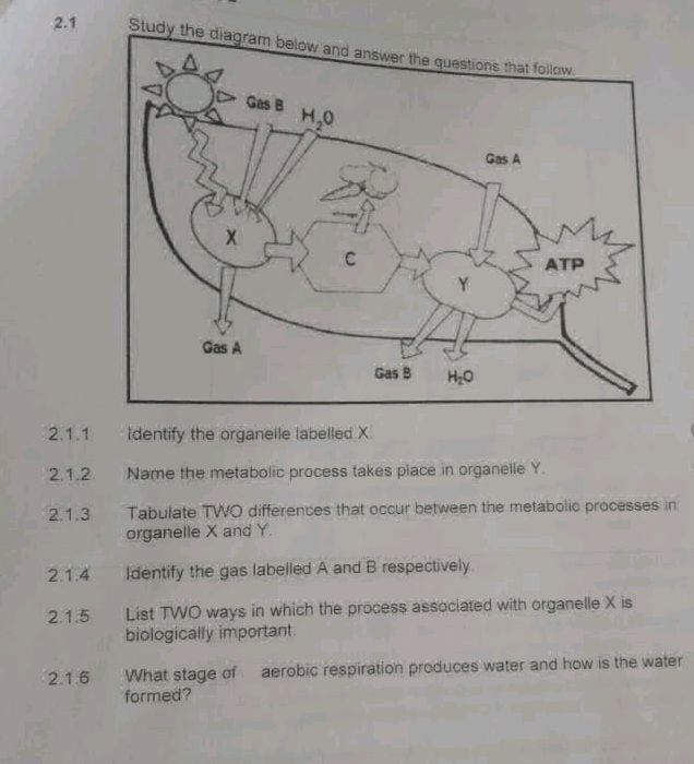 Study the diagram below and answer the | StudyX