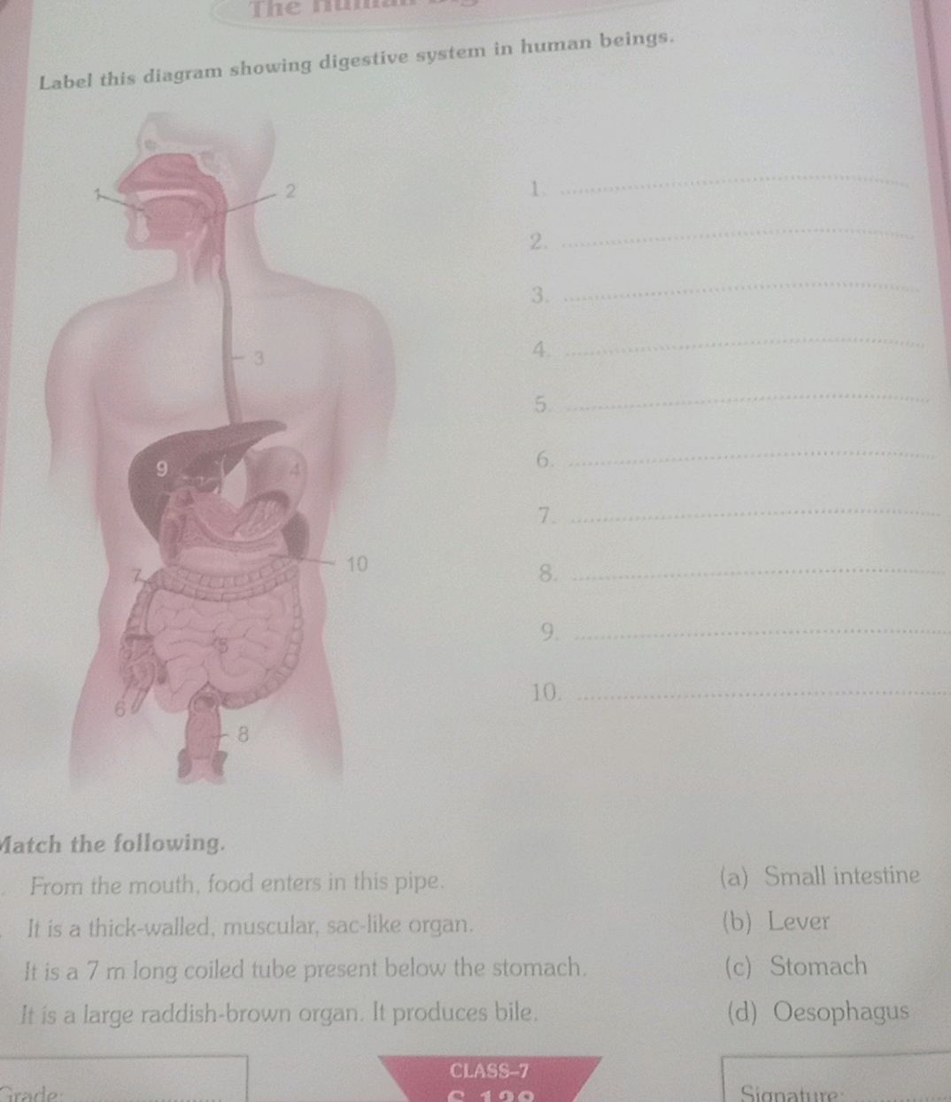 Label this diagram showing digestive system | StudyX