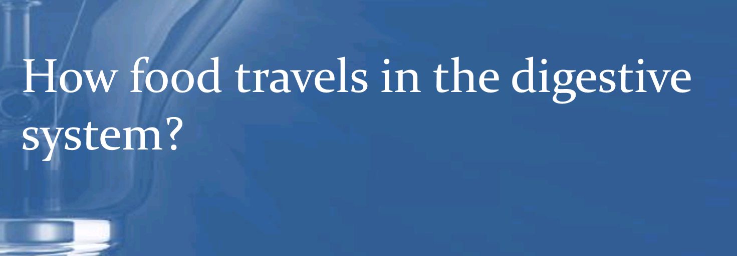 How food travels in the digestive system? | StudyX