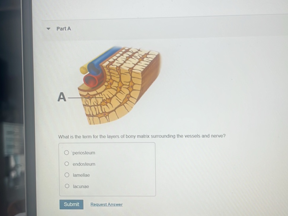 What is the term for the layers of bony | StudyX