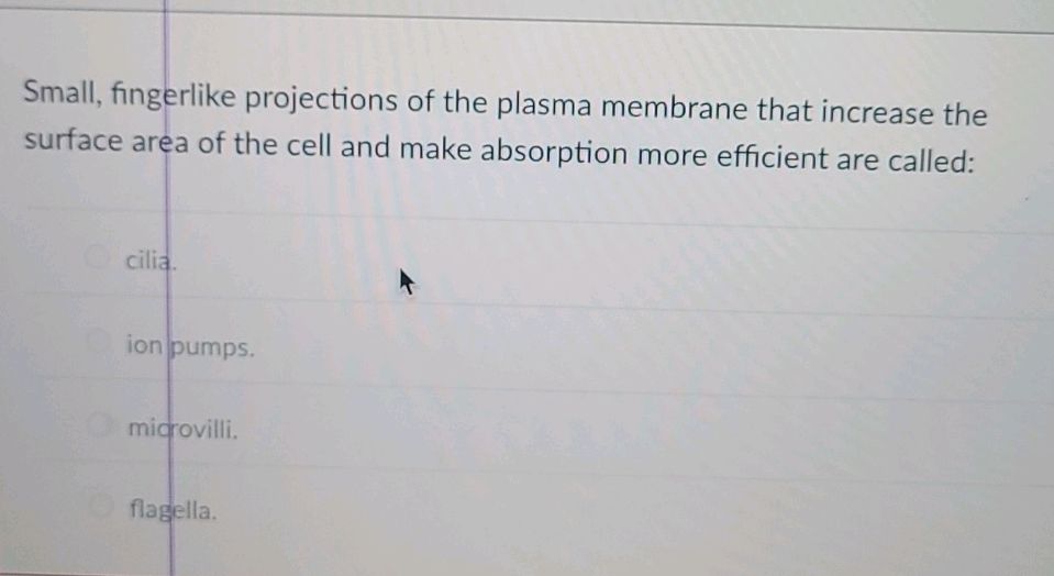 Small, fingerlike projections of the plasma | StudyX
