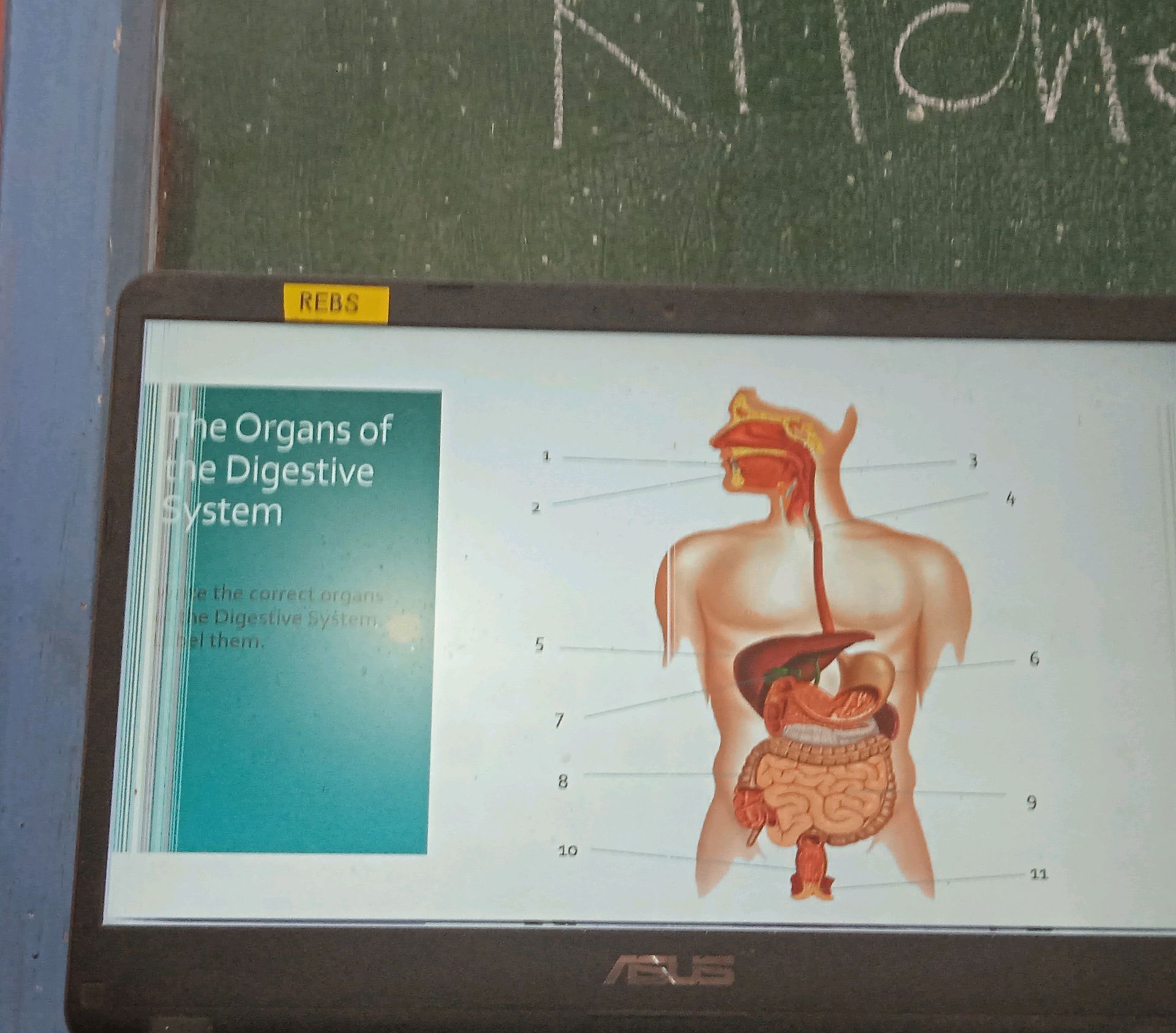 The Organs of the Digestive System Identify | StudyX