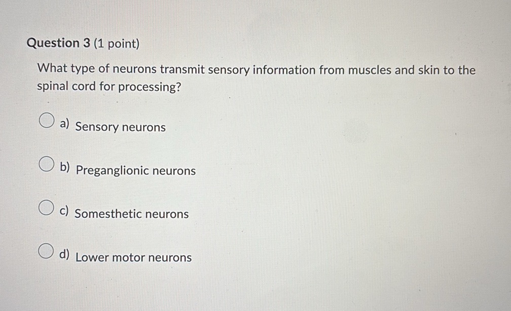 Question 3 (1 point) What type of neurons | StudyX