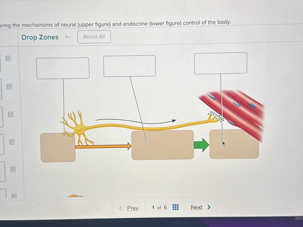 The image shows a diagram of the mechanisms | StudyX