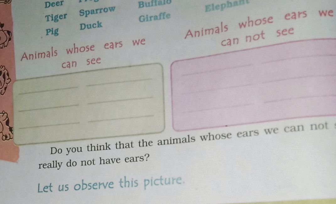 Animals whose ears we can see Animals whose | StudyX