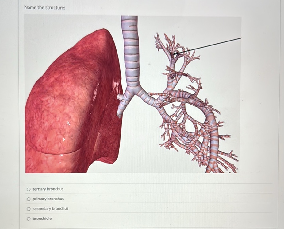 Name the structure: * tertiary bronchus * | StudyX