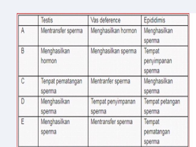 | Testis | Vas deference | Epididimis | | StudyX