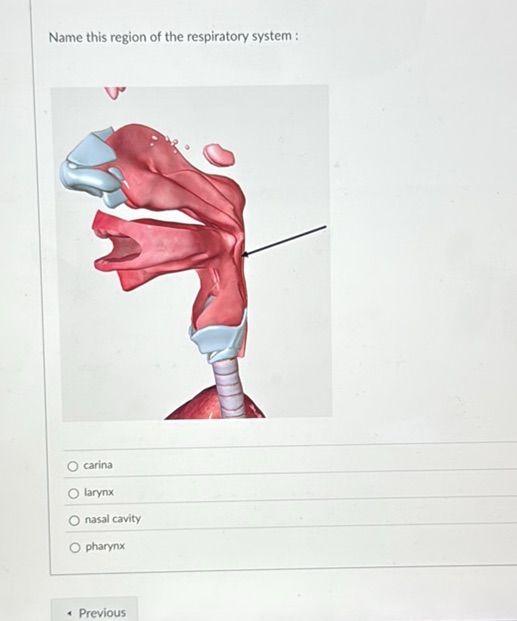Name this region of the respiratory system: | StudyX