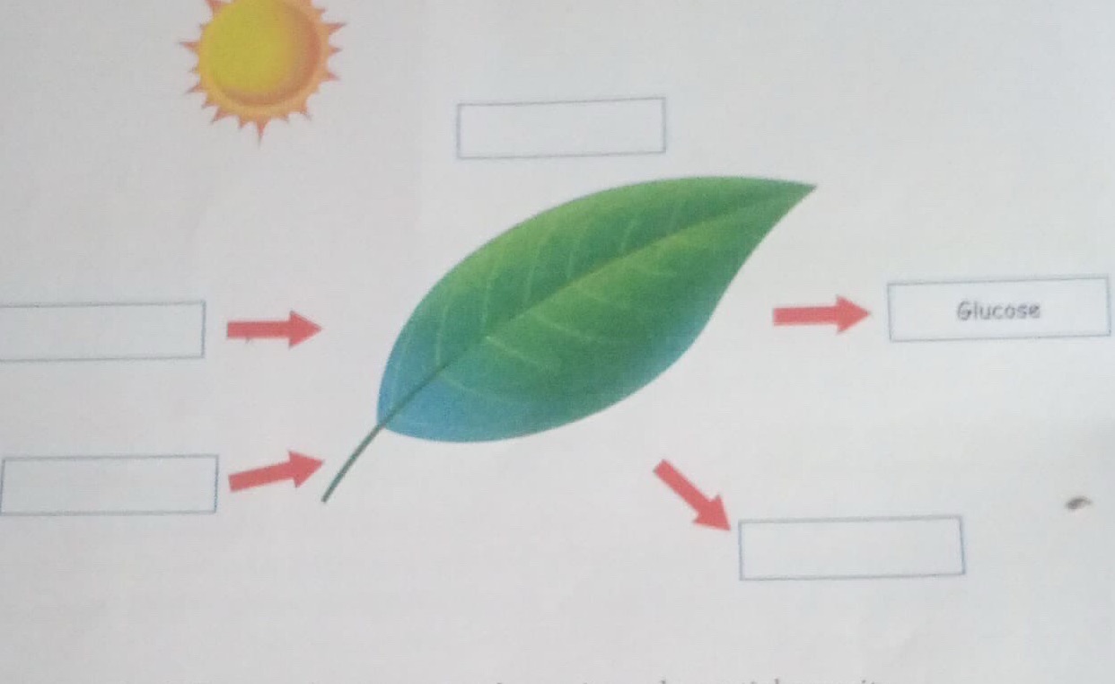 Diagram of photosynthesis process. Sun -> | StudyX