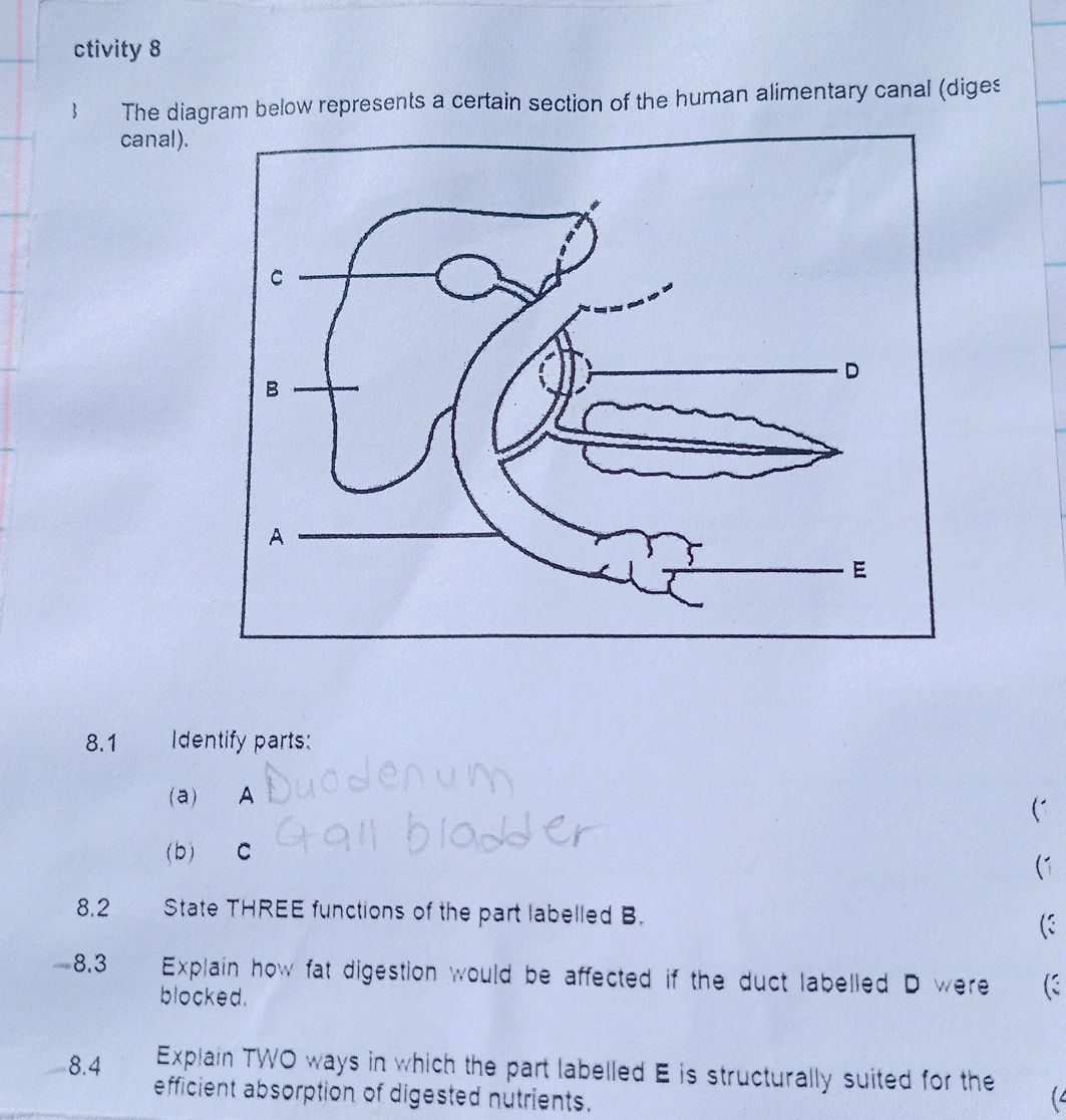 The diagram below represents a certain | StudyX