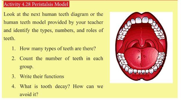 Look at the next human teeth diagram or the | StudyX