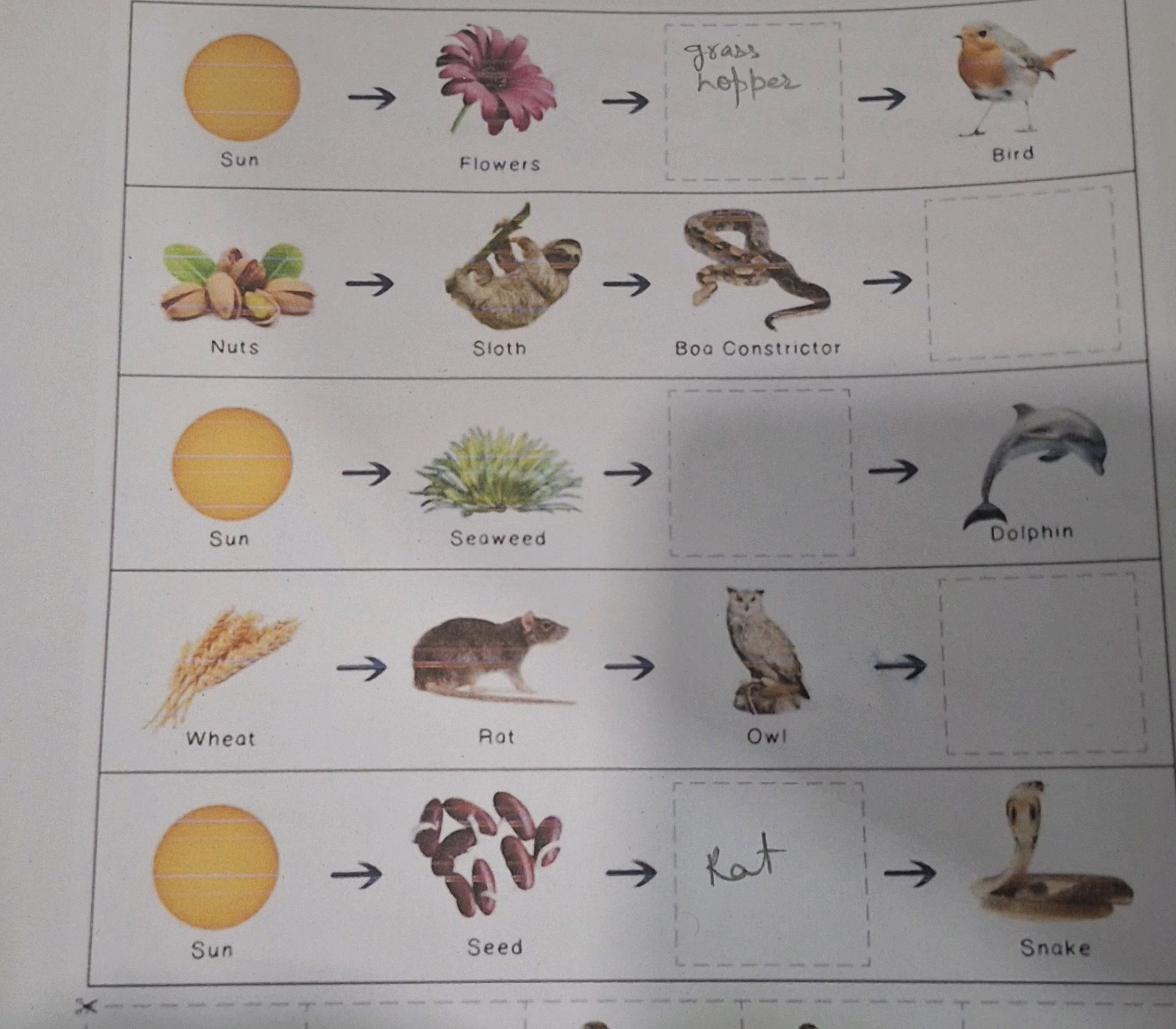 Sun -> Flowers -> grass hopper -> Bird Nuts | StudyX