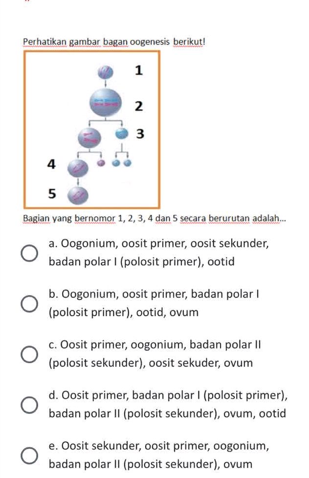 Perhatikan gambar bagan oogenesis berikut! | StudyX