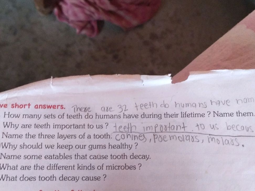 How many sets of teeth do humans have during | StudyX