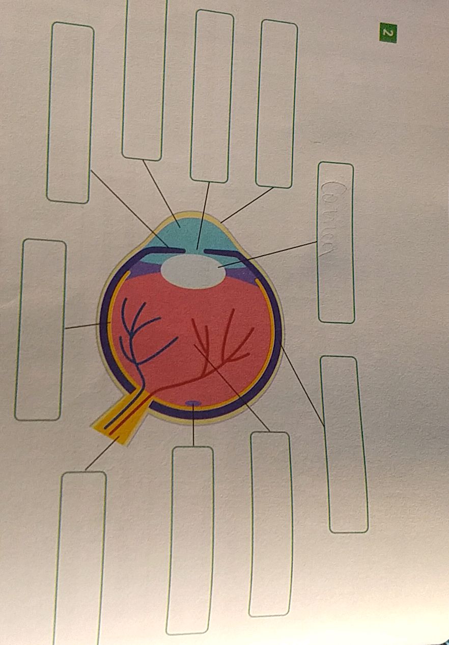 The image is a diagram of an eye with | StudyX