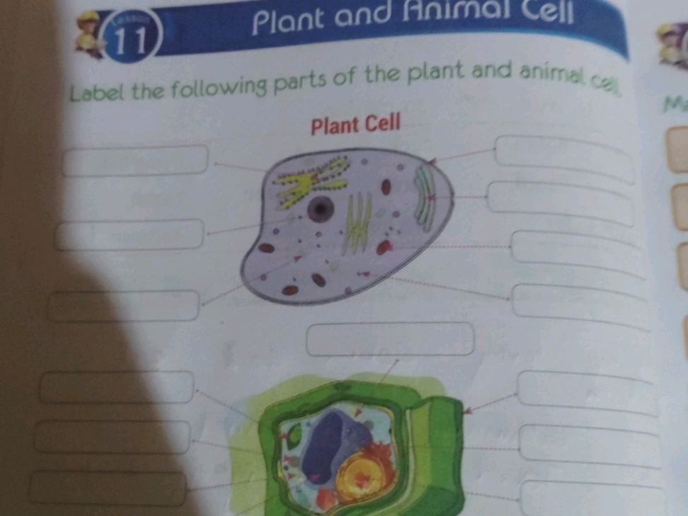 Label the following parts of the plant and | StudyX