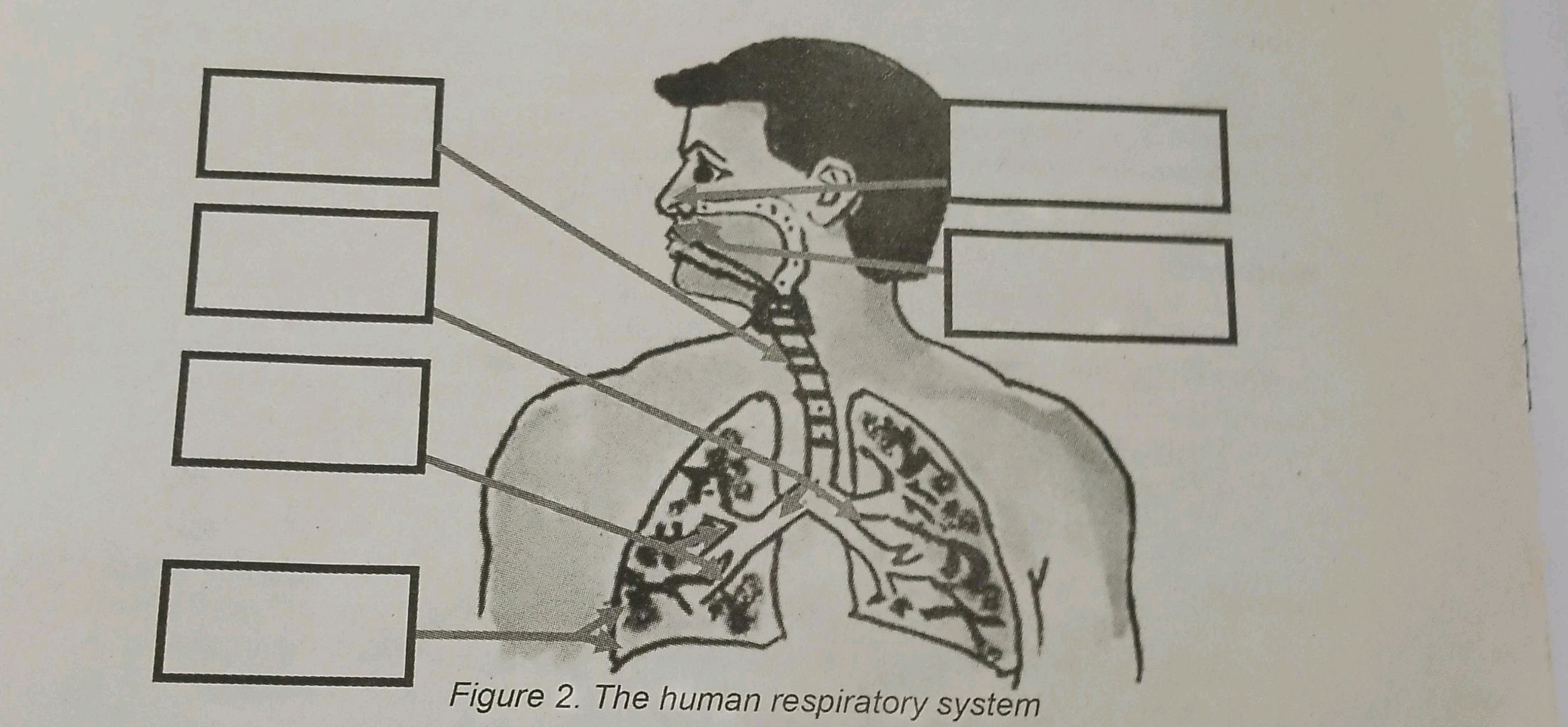 Figure 2. The human respiratory system | StudyX