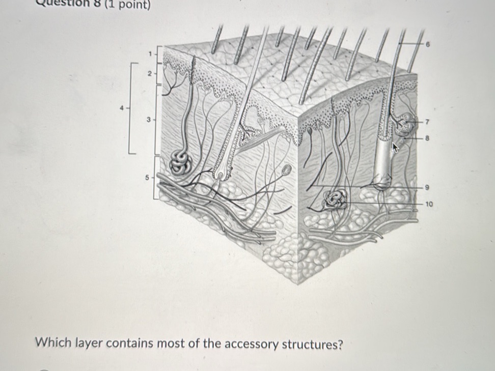 Which layer contains most of the accessory | StudyX