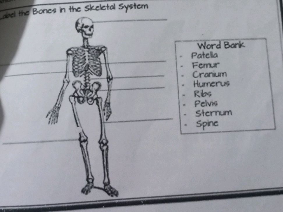 Label the Bones in the Skeletal System Word