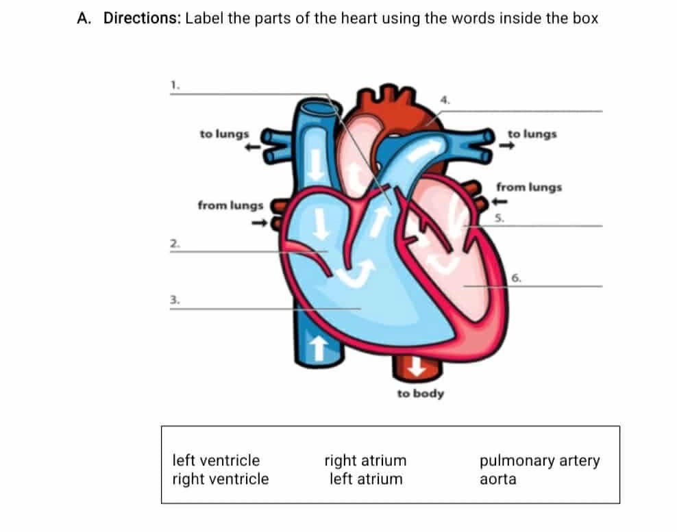 A. Directions: Label the parts of the heart | StudyX