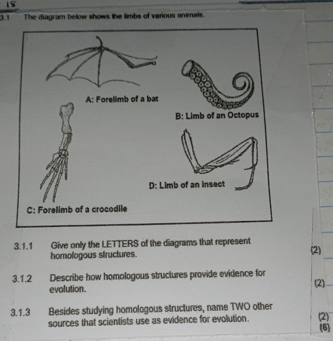 3.1 The diagram below shows the limbs of | StudyX