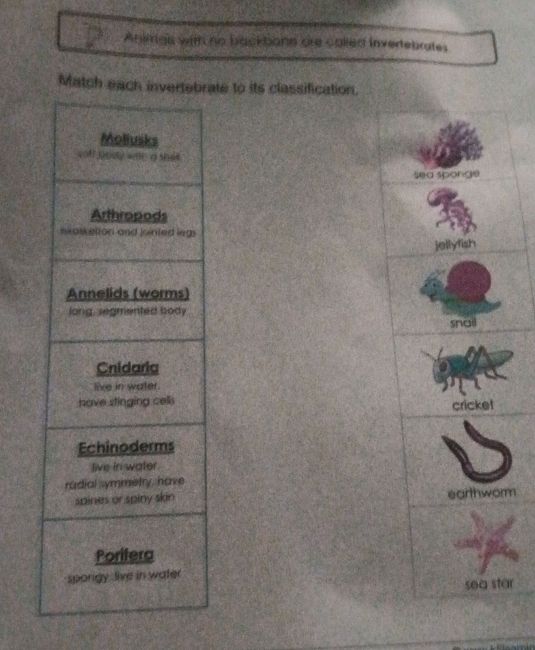 Match each invertebrate to its | StudyX
