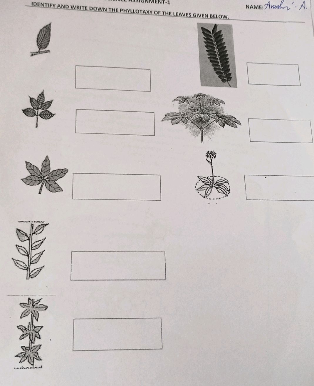IDENTIFY AND WRITE DOWN THE PHYLLOTAXY OF | StudyX