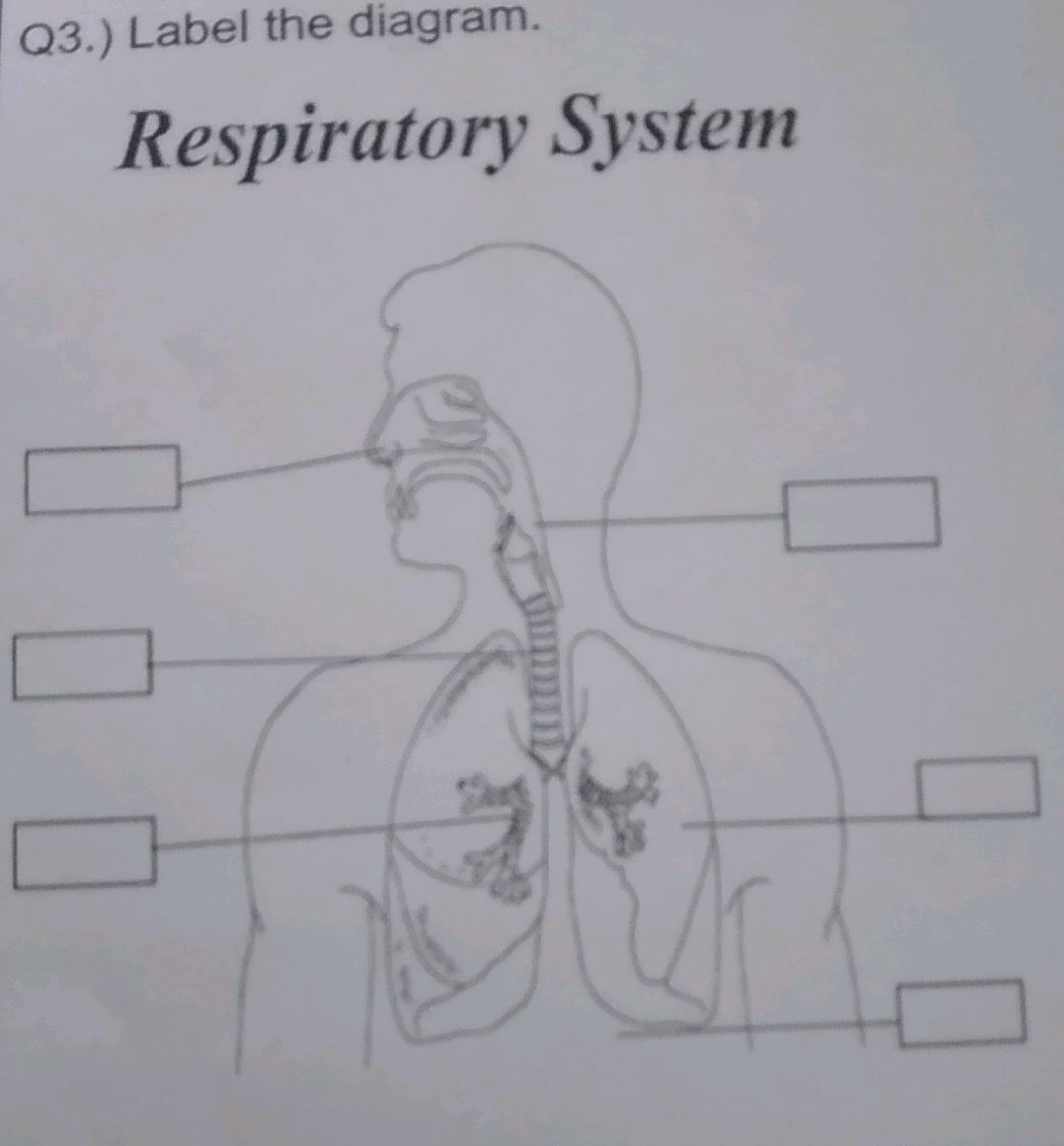 Q3.) Label the diagram. Respiratory System | StudyX
