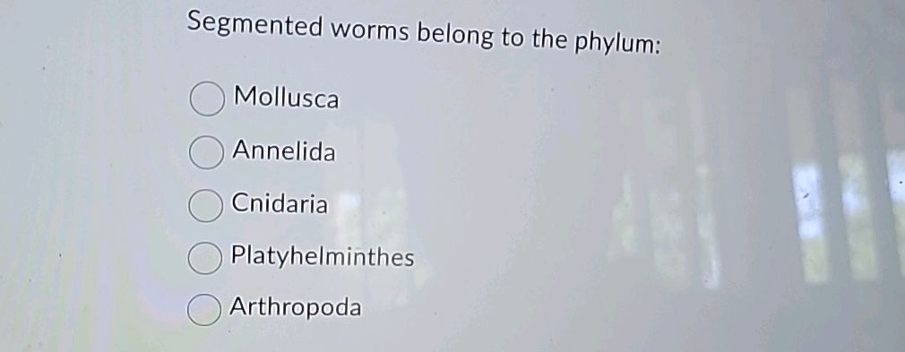 Segmented worms belong to the phylum: | StudyX