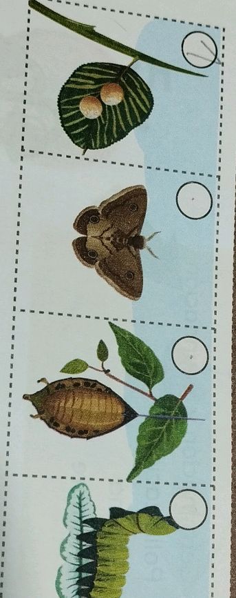 The image shows different stages of an | StudyX