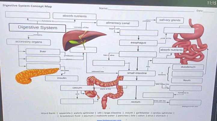 Digestive System Concept Map Name: | StudyX