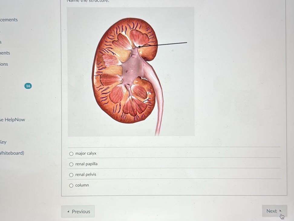 Name the structure: O major calyx O renal | StudyX