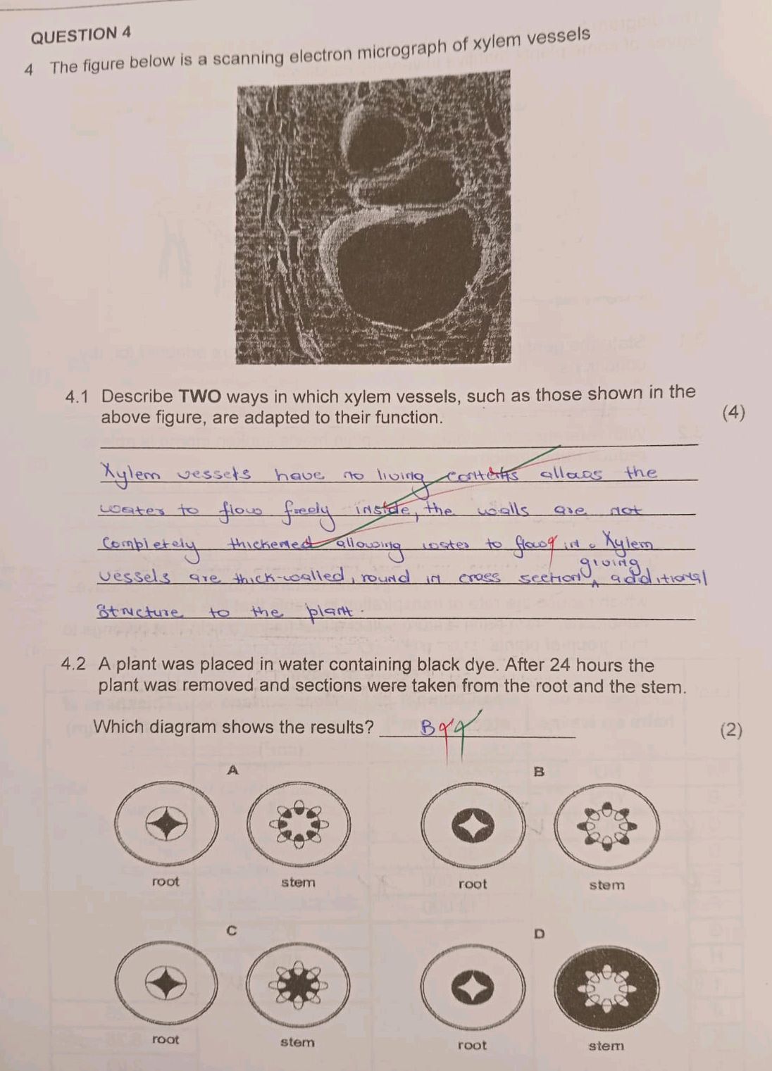 4 The figure below is a scanning electron | StudyX