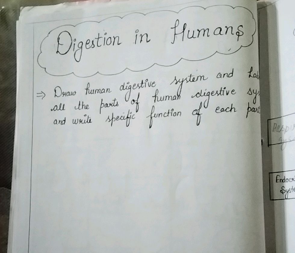 Draw human digestive system and label all | StudyX