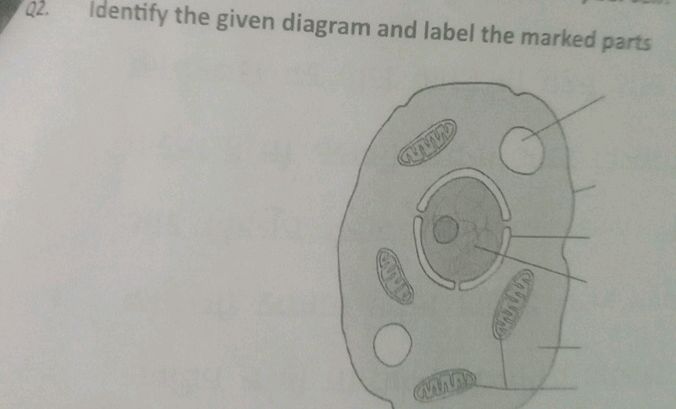 Q2. Identify the given diagram and label the | StudyX