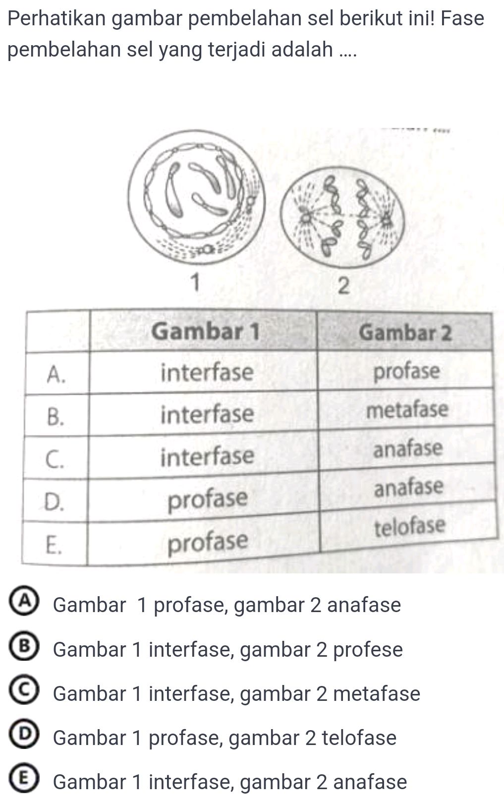 Perhatikan gambar pembelahan sel berikut | StudyX