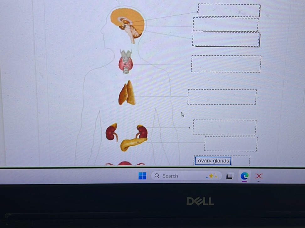 Label the endocrine glands in the diagram. | StudyX
