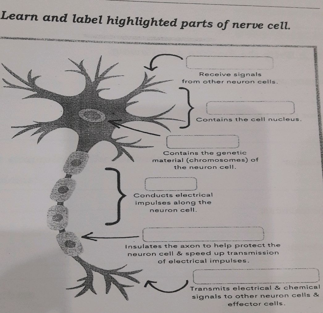 Learn and label highlighted parts of nerve | StudyX