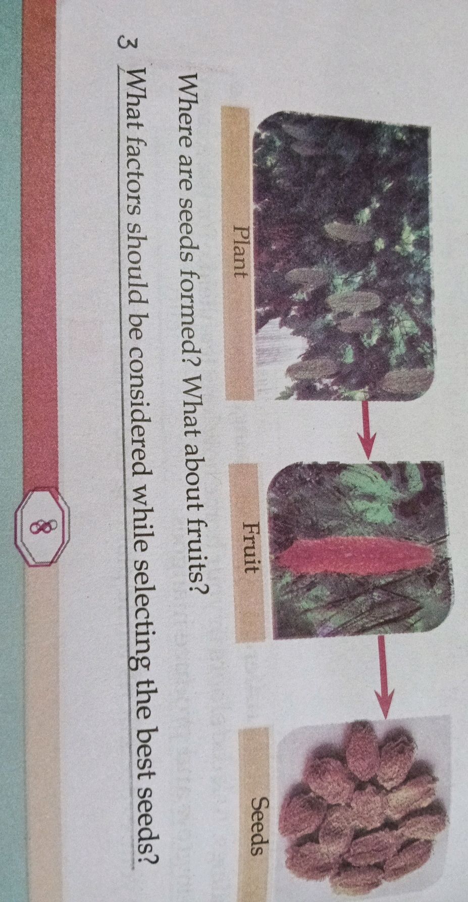 Where are seeds formed? What about fruits? | StudyX